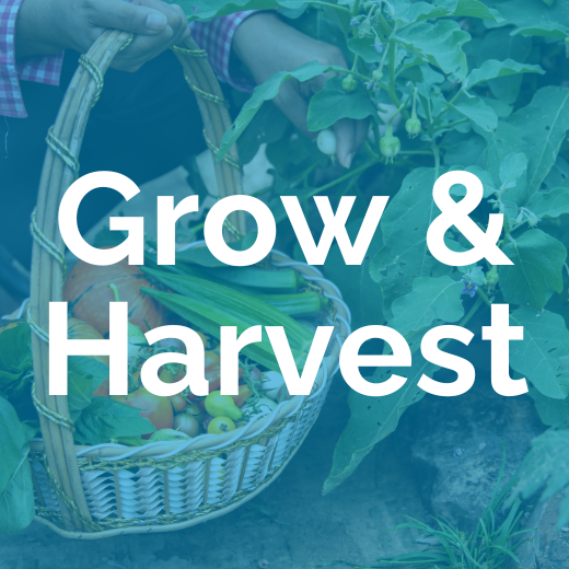 3 Steps to Plant, Grow, Nurture & Harvest Insights | CRM Data Garden